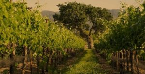 Solvang & Santa Ynez Beer and Wine Tasting Tours | Corque Hotel